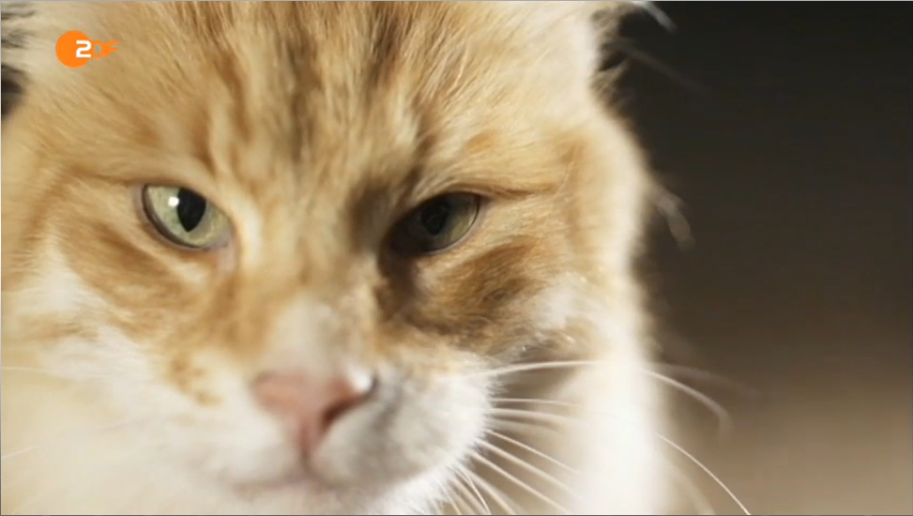 Malta & Gozo - Islands of Cats: The History of the Cat - Die Geschichte ...