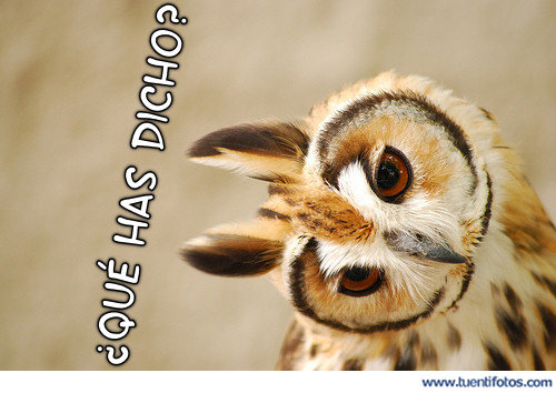 Pensando en traducir: Guía de supervivencia del Erasmus