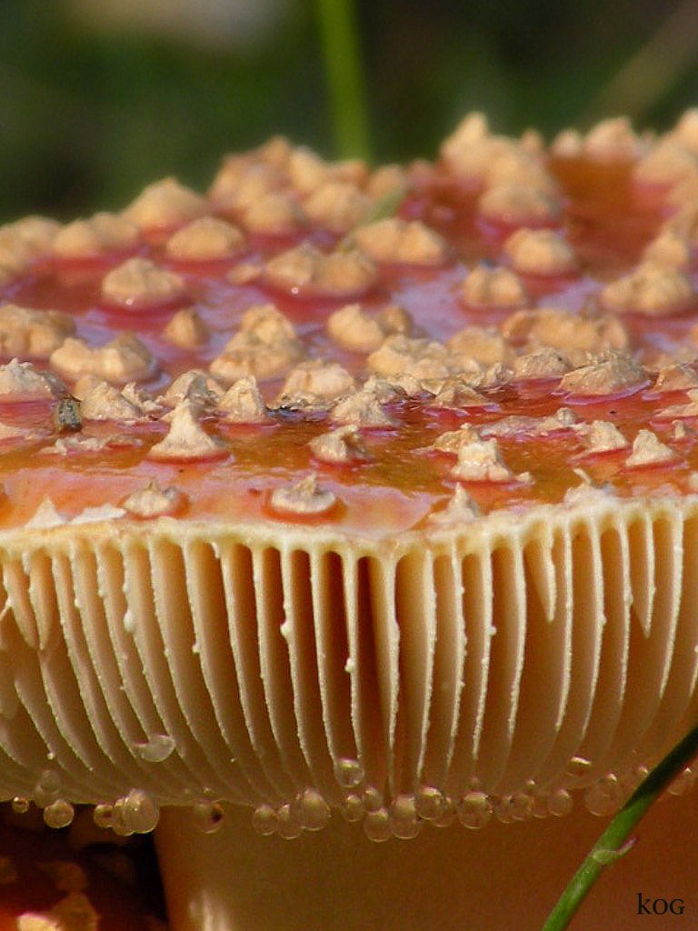 farmlass: 2011-10-30