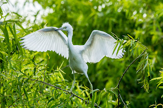 See What I See: The little blue heron
