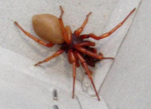 NOTRE ROUTE -Amaro Drom-: LUTTER CONTRE LES PETITES BÊTES DU JARDIN