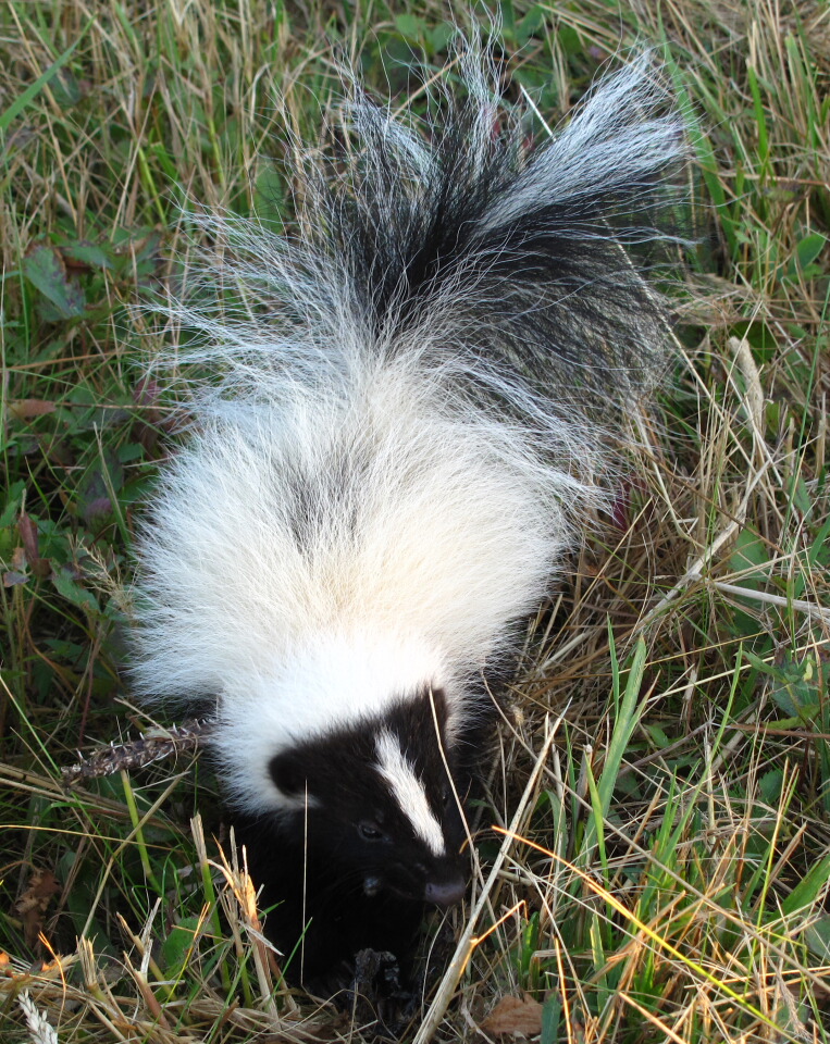 The Joyce Road Neighborhood: Skunks
