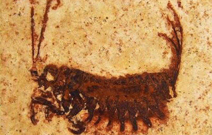 Arquivos do Insólito: Ufologia, Criptozoologia, Fenômenos Anômalos ...