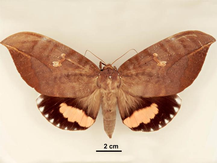Pink Underwing Moth (Phyllodes imperialis) - Family: Noctuidae ...