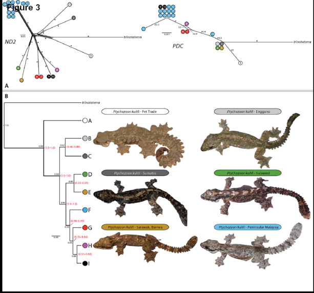 Species New to Science: [Herpetology • 2012] Phylogeny and cryptic ...
