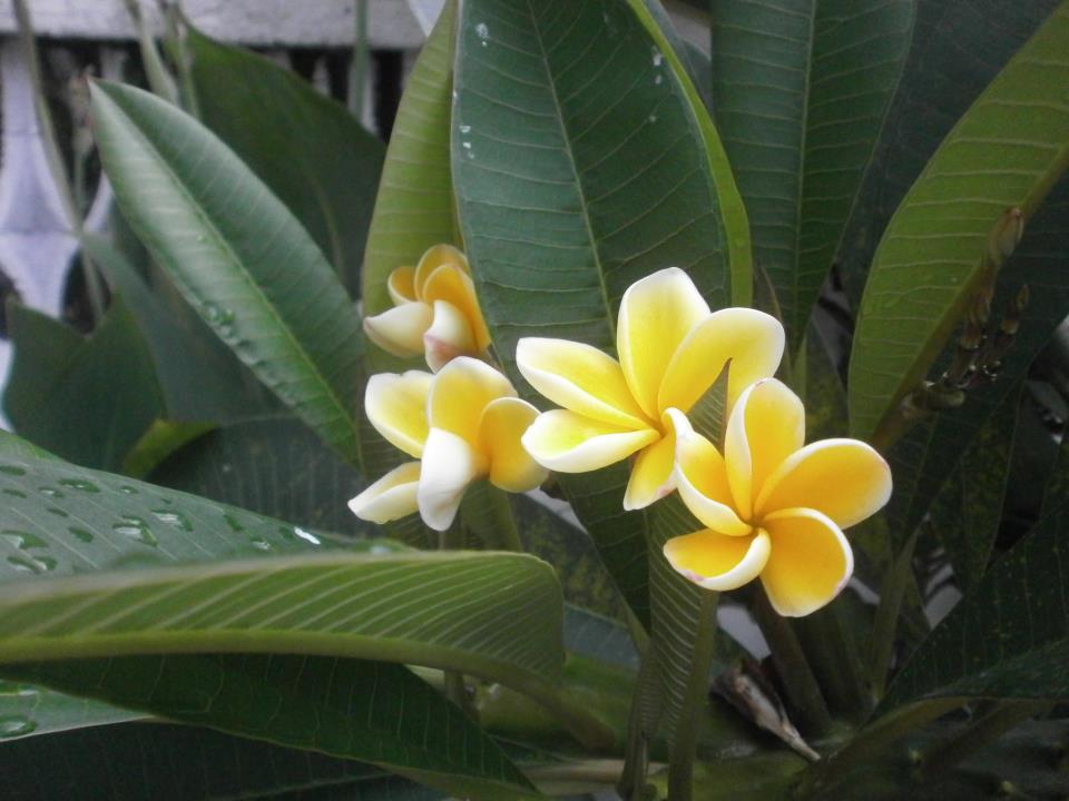 Photography with Dr. Ernie.: Flowers: calachuchi, plumeria, frangipani