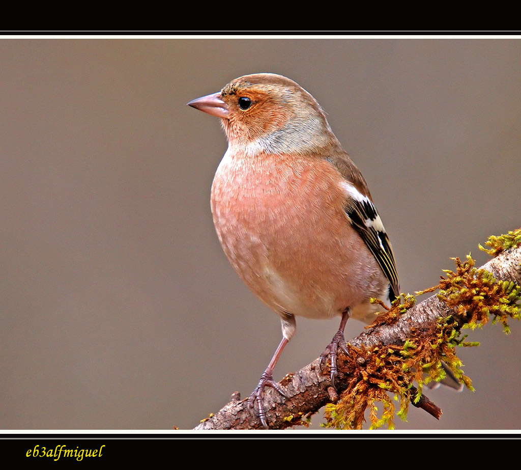 MIS AMIGAS LAS AVES: Pinzón vulgar (fringilla coelebs)