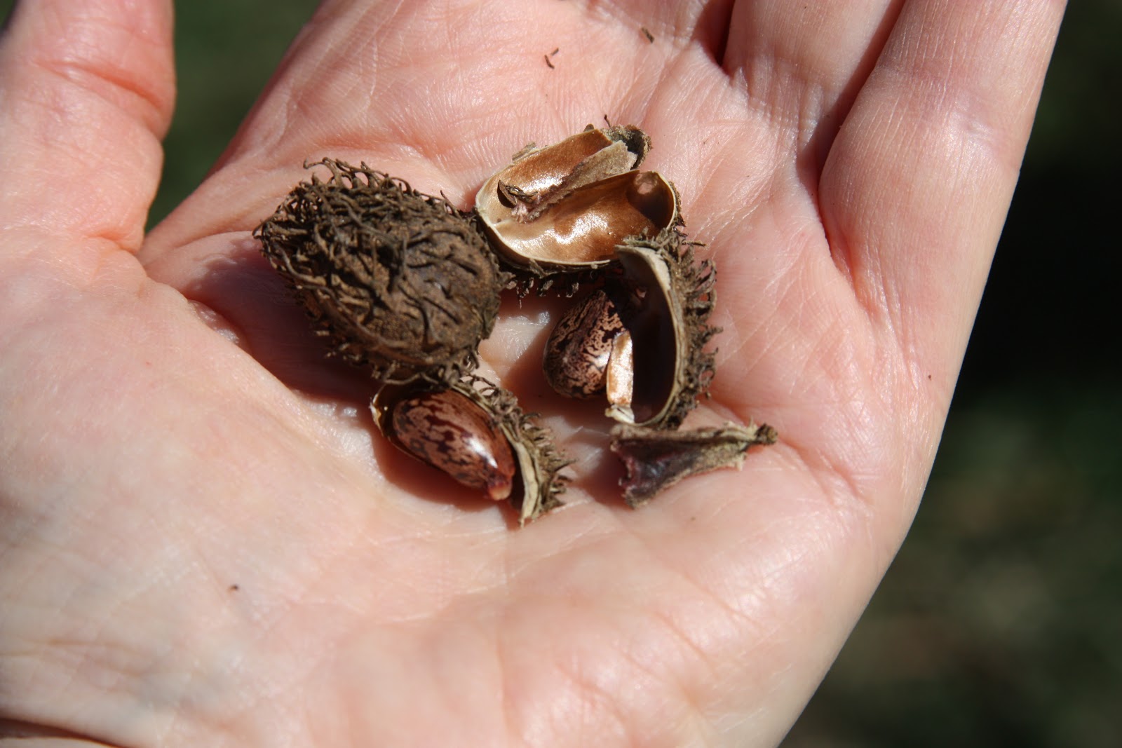 Castor Beans - harvest the seeds this fall for next summer
