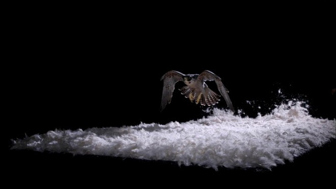 The MattedScreen: PBS Nature Owl Power Blu-ray Screenshots