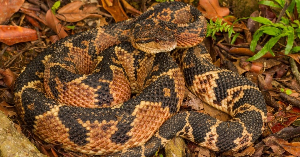 Bushmaster Snake Logo