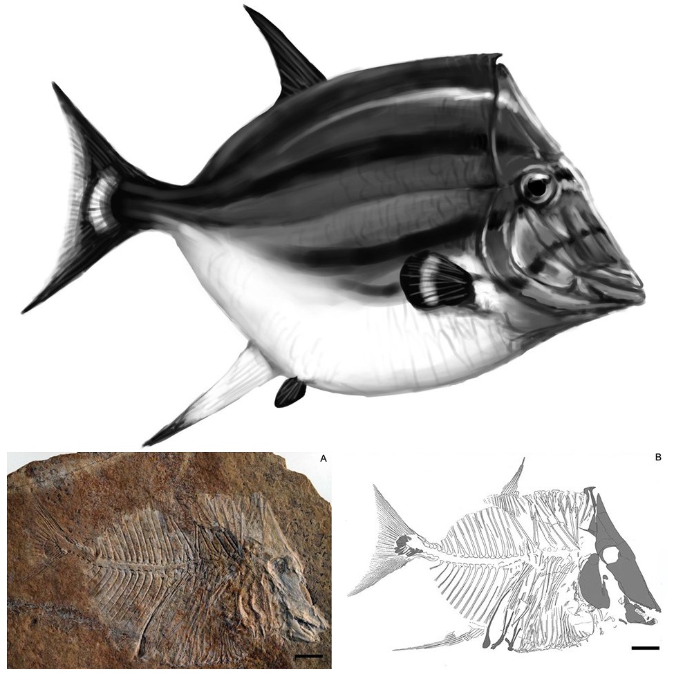 Species New to Science: [PaleoIchthyology • 2017] Scalacurvichthys ...