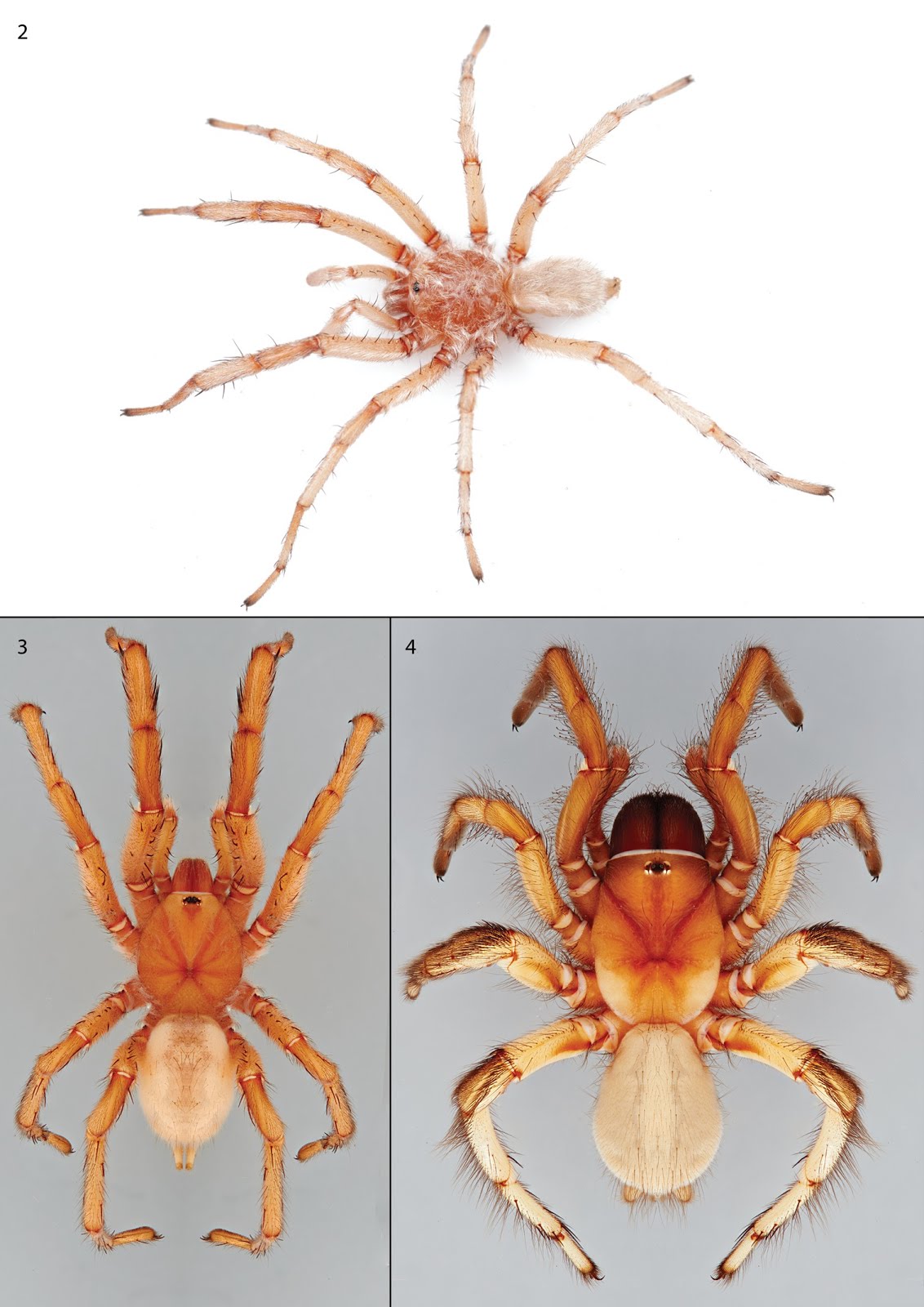 Species New to Science: [Arachnida • 2019] Pionothele gobabeb • A New ...