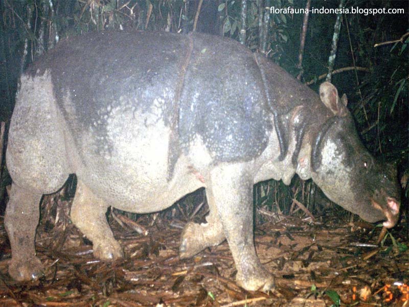 BADAK JAWA - Flora & Fauna Indonesia