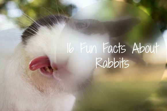 16 Fun Facts About Rabbits - All Things Pin