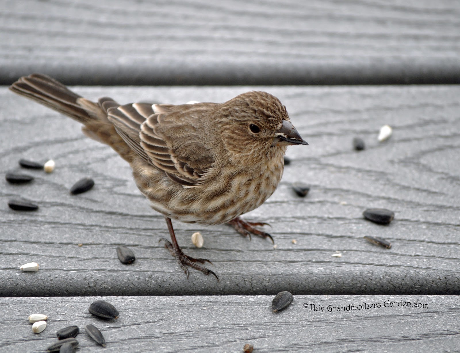 This Grandmother's Garden: Sweet Little Birds... Outside my Window...