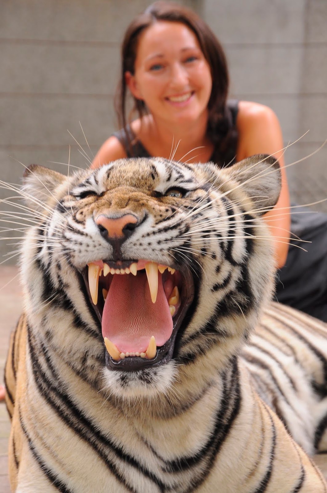 GEOGRAFI LINGKUNGAN: HARIMAU ; KUCING BESAR LORENG PENGUASA RIMBA BELANTARA