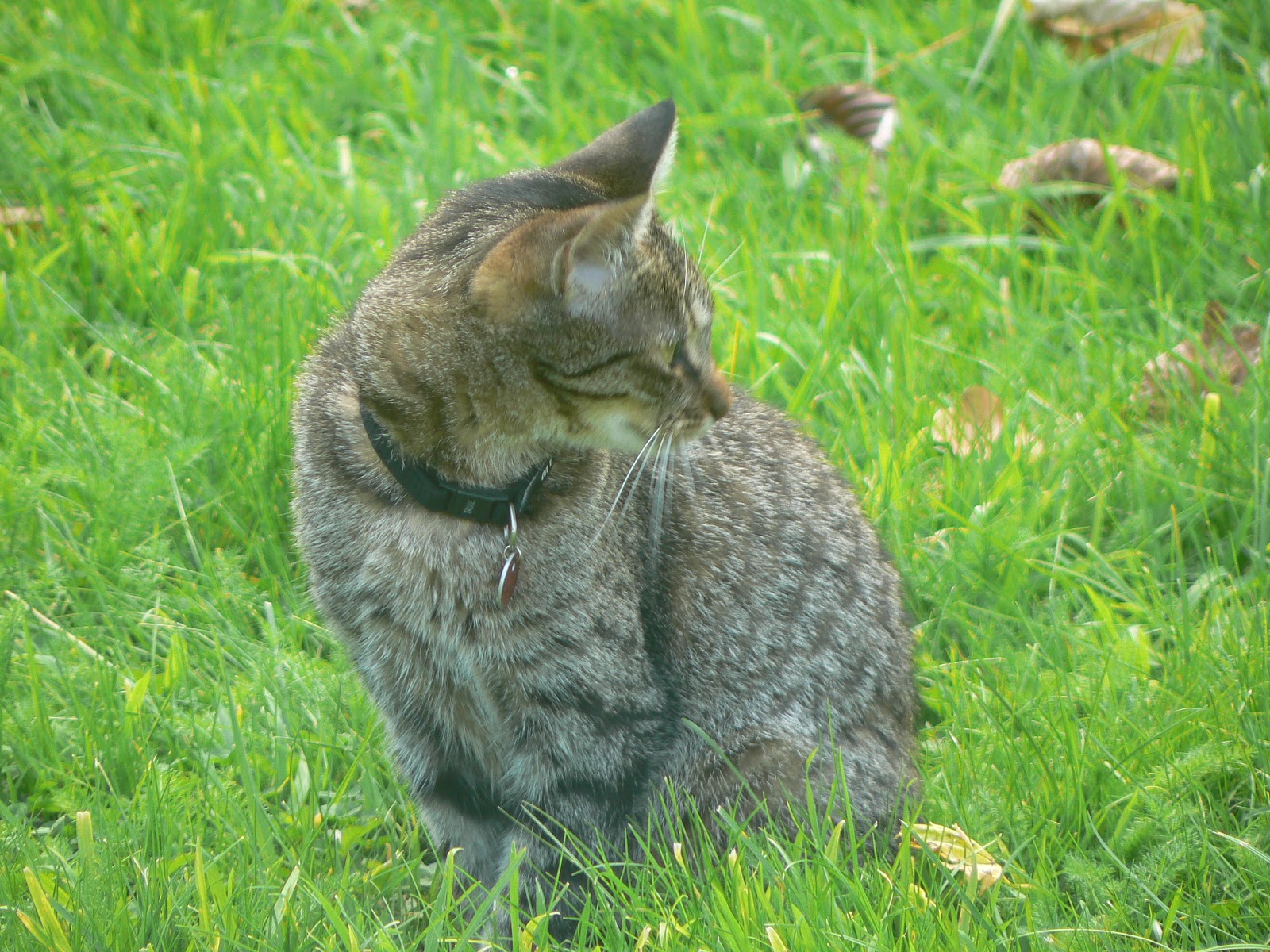 Quo Vadis?: Cats of Great Britain