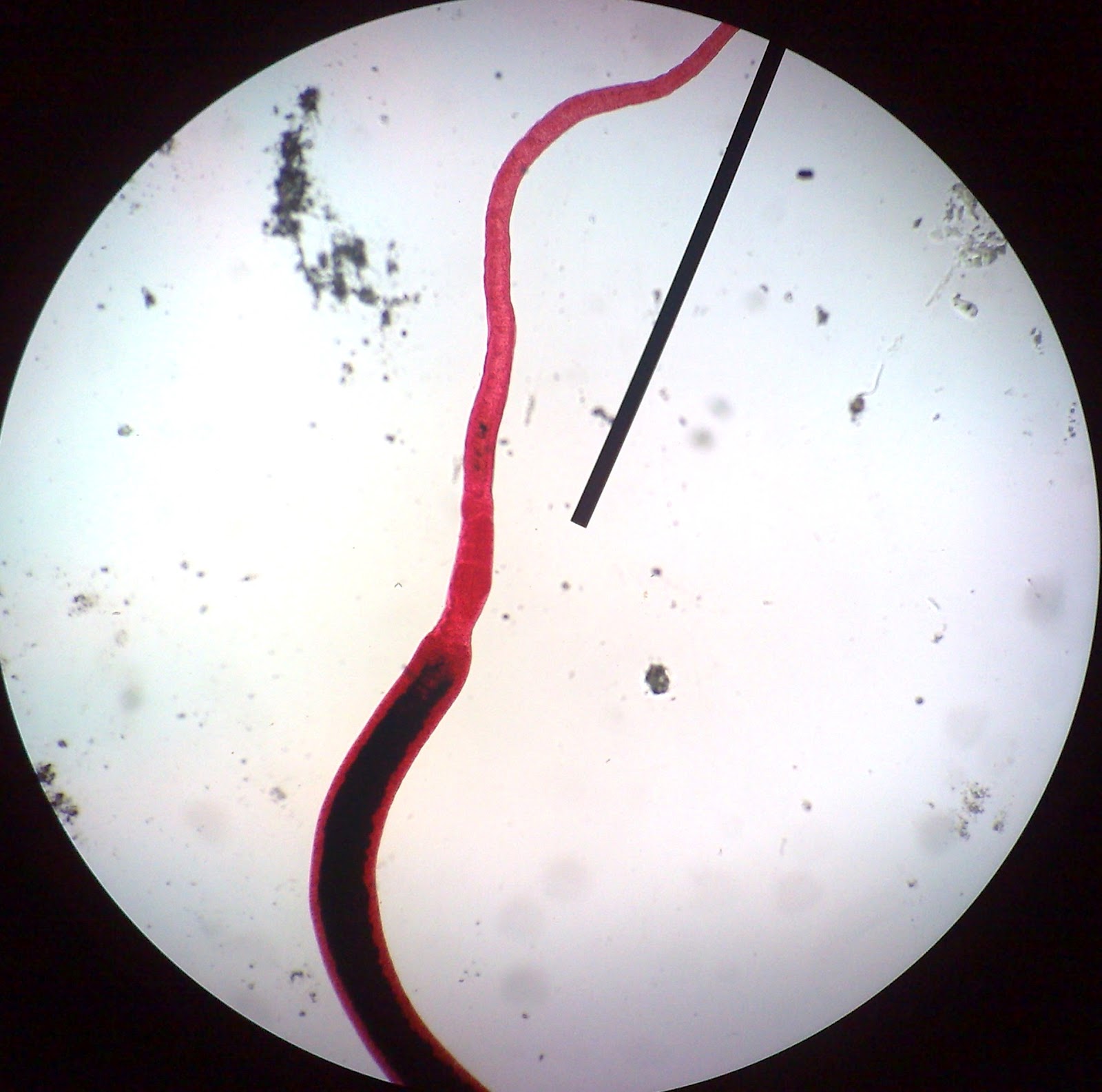 HISTOLOGY ATLAS 3D FOR MEDICAL STUDENTS.: 08/06/12