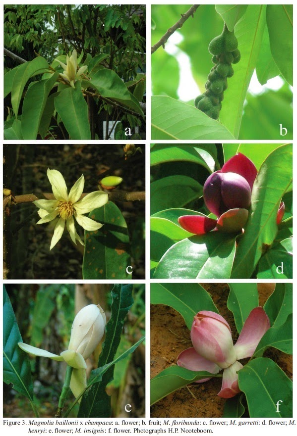 Species New to Science: [Botany • 2009] พรรณพฤกษชาติ วงศ์จำปา ในประเทศ ...