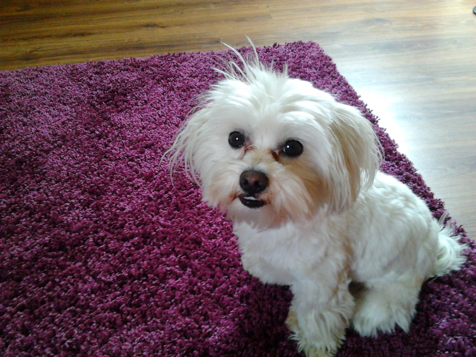 Okiem maltańczyka: Uśmiechający się pies.