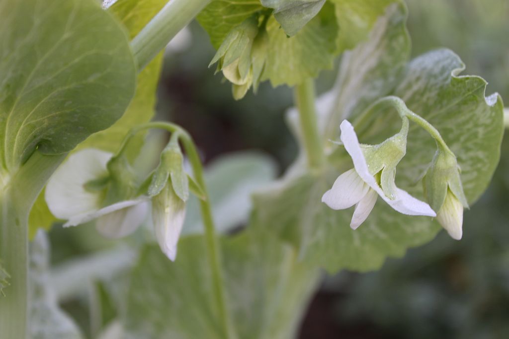 Towerwater Aan De Breede: Stringing peas along