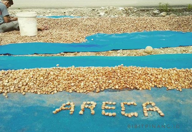 MENGANALISA KEUNTUNGAN USAHA BUDIDAYA PINANG | Tips Petani