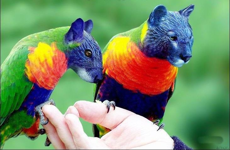 Amaze Pics & Vids: Unreal Animals - Photoshop Creativity...