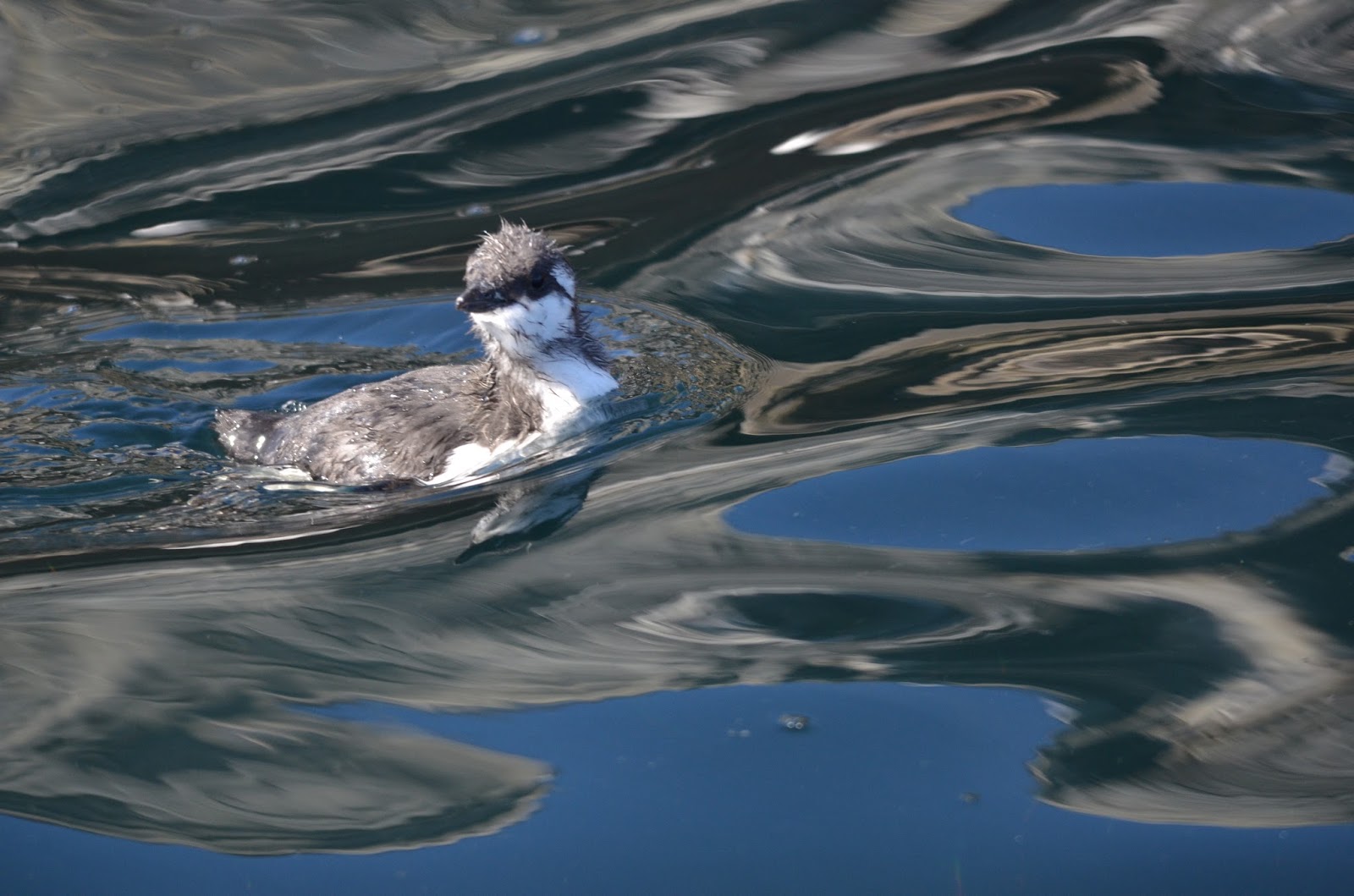 The Jumplings are Jumping - Serenity Farne Islands Boat Tours and Trips