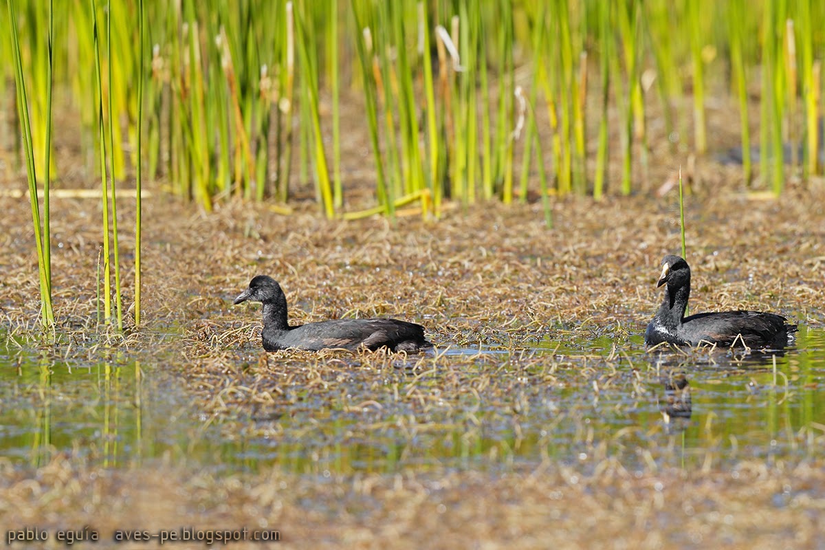 mis fotos de aves: Fulica gigantea Gallareta Gigante Giant Coot
