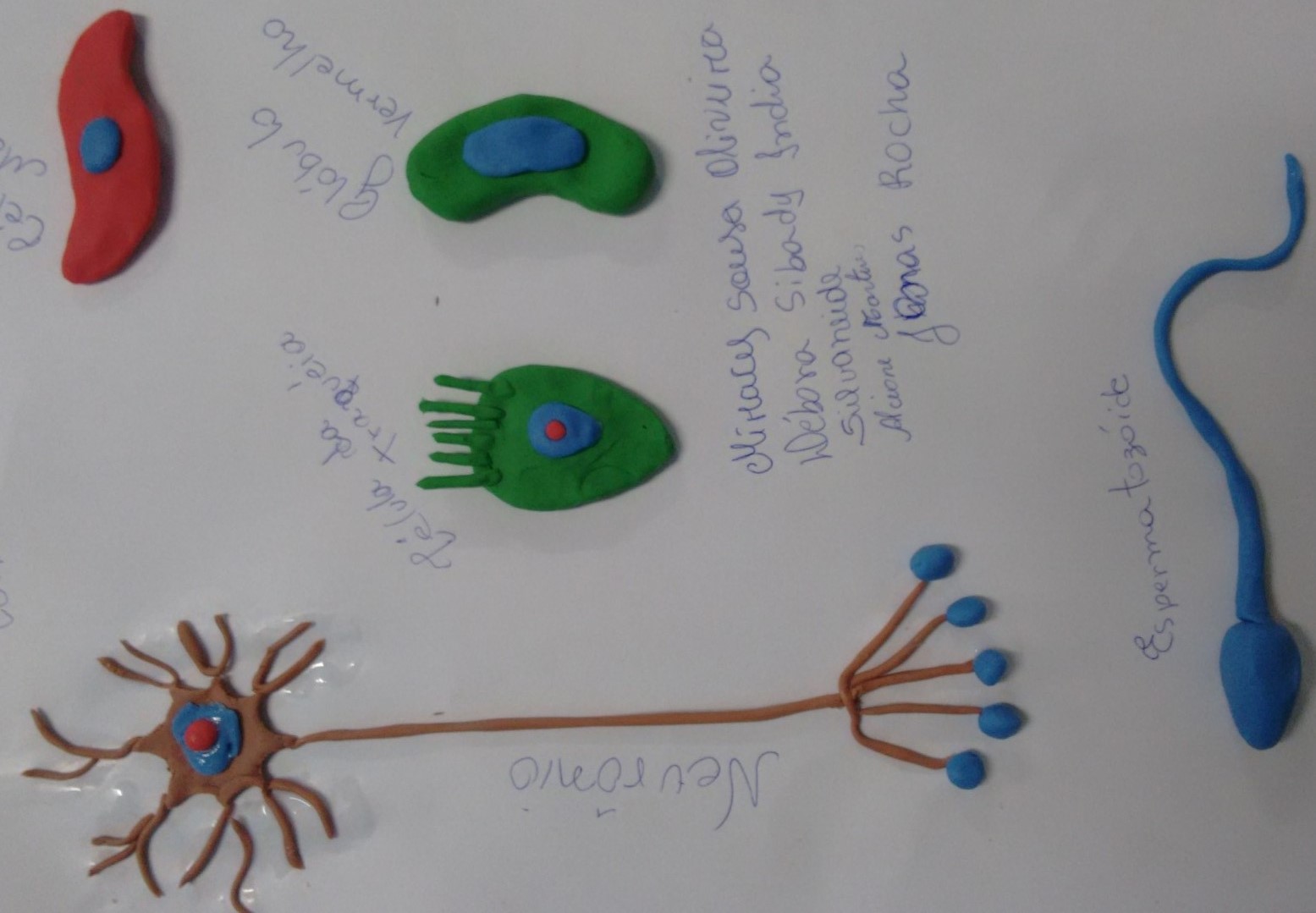 RosaBio: Forma das Células do Corpo Humano