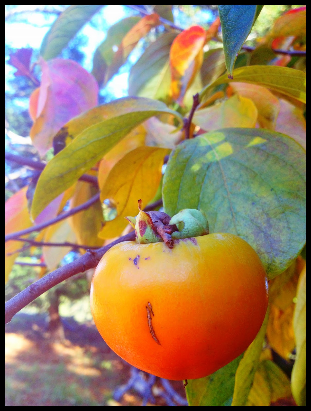 The Post Ranch Kitchen: Persimmon Harvest