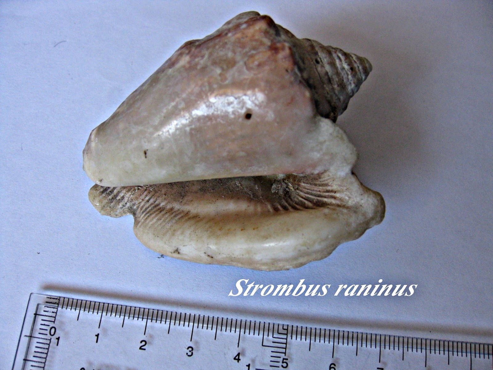 CUNCHAS DE ESTEIRO: STROMBUS RANINUS
