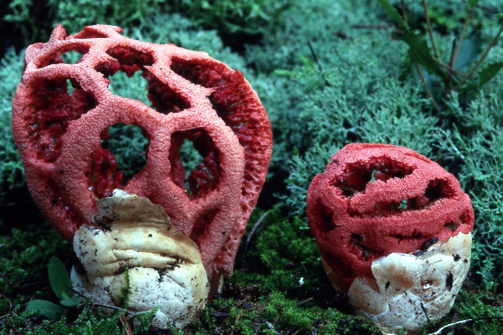 Setas Extremadura : Clathrus Ruber