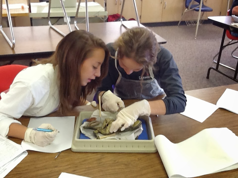 Chadron High School Blog Bull Frog Dissection In Advanced Biology Chadron High School Blog Bull Frog Dissection In Advanced Biology