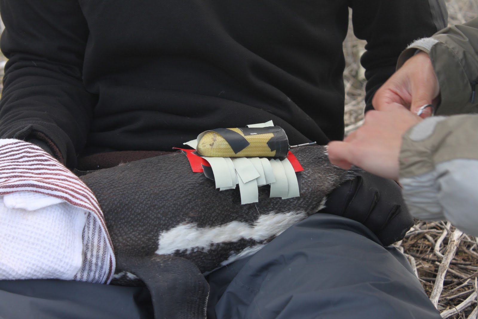 Robben Island Penguin Tracks: Methods