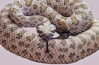 LAS CULEBRAS: La Cascabel