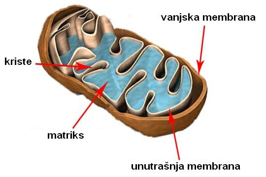 Instrukcije iz kemije i biologije: Instrukcije iz biologije