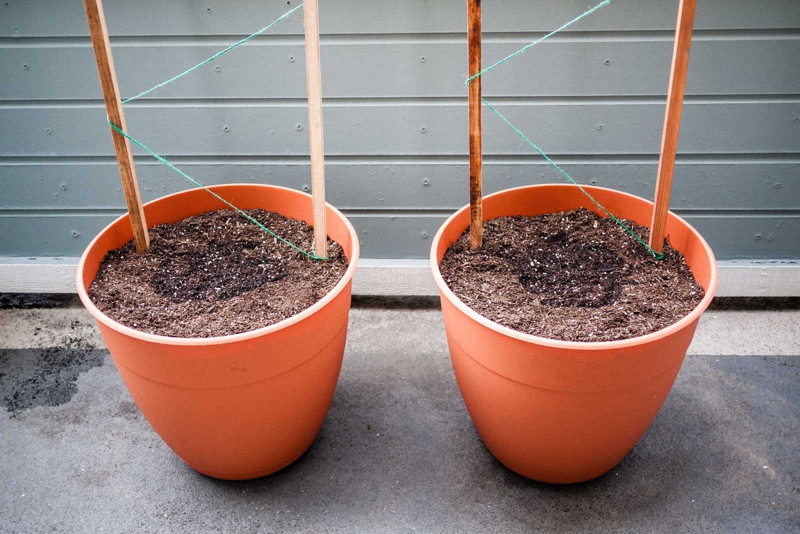 Growing Hops in Containers ~ Good Funk