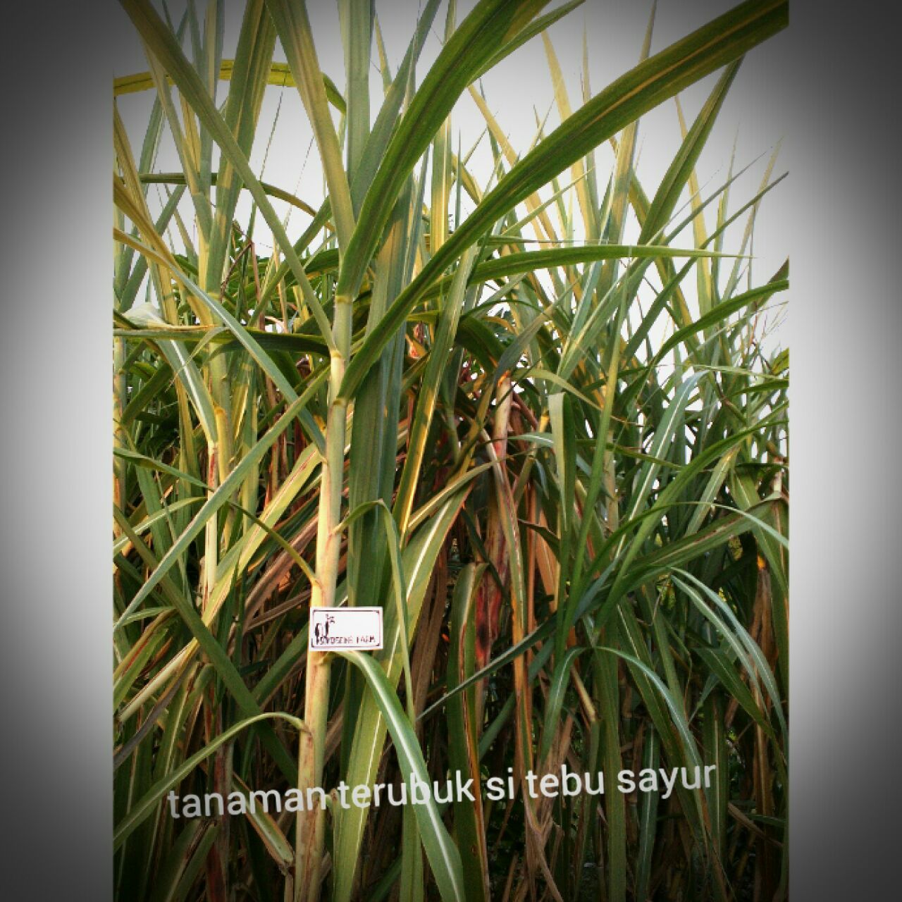 SOKOGENENG FARM & Nursery Lamongan: Batang stek / setek Tebu sayur ...