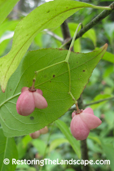 Restoring The Landscape With Native Plants: Native Plant of the Week ...