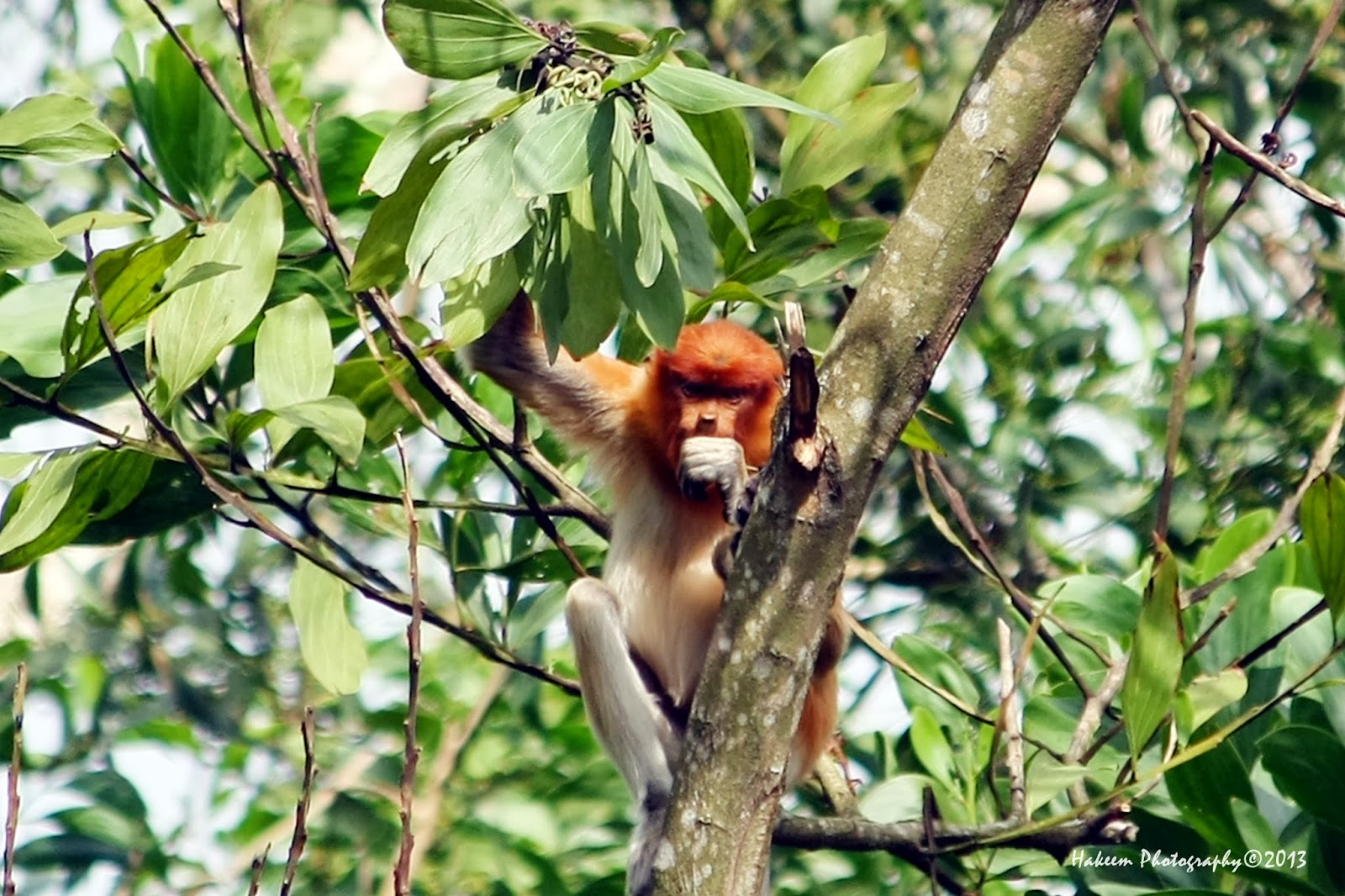 photo 32 | BEKANTAN -WILD INDONESIA