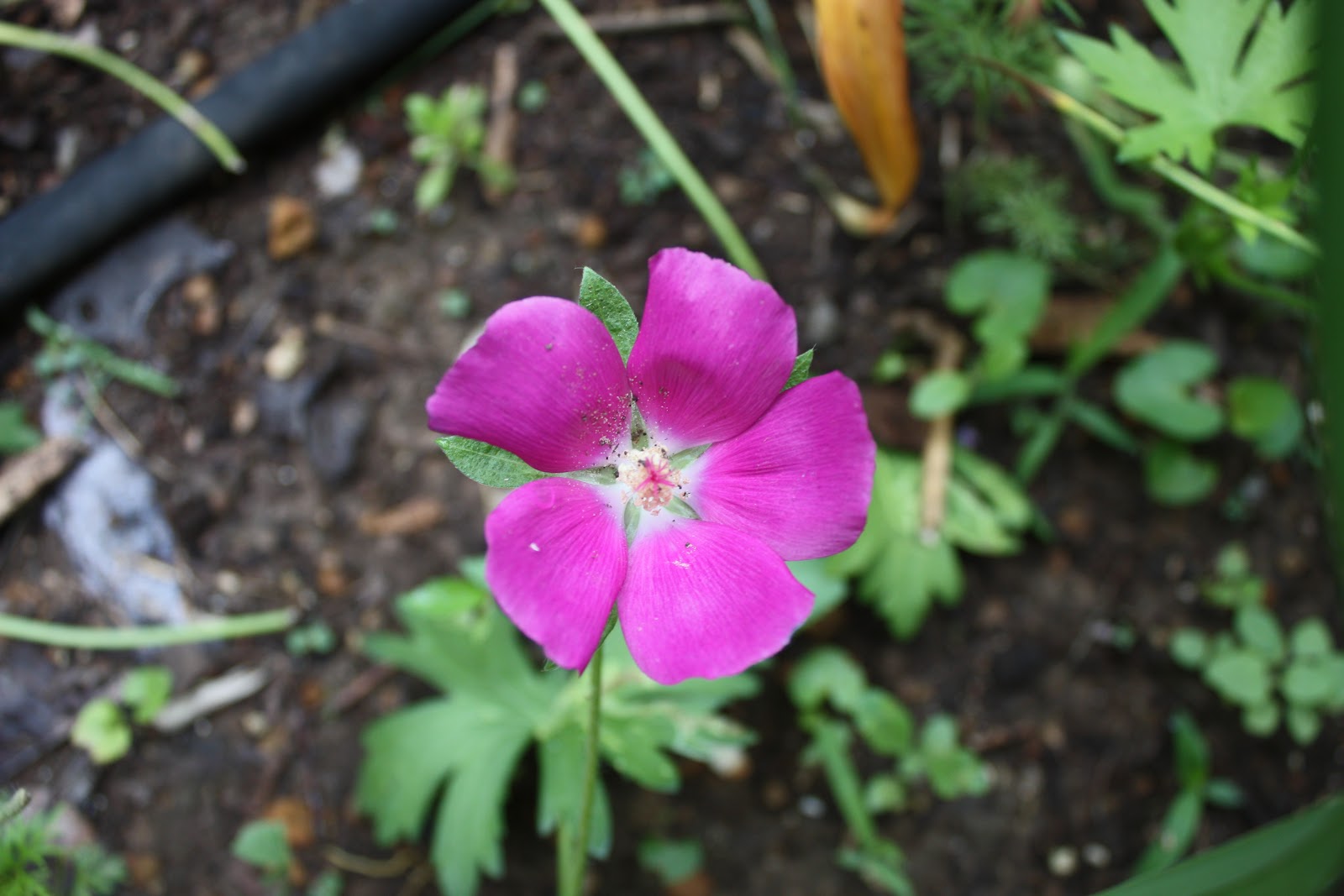 HAVAHART Deer, Rabbit, Squirrel Repellent