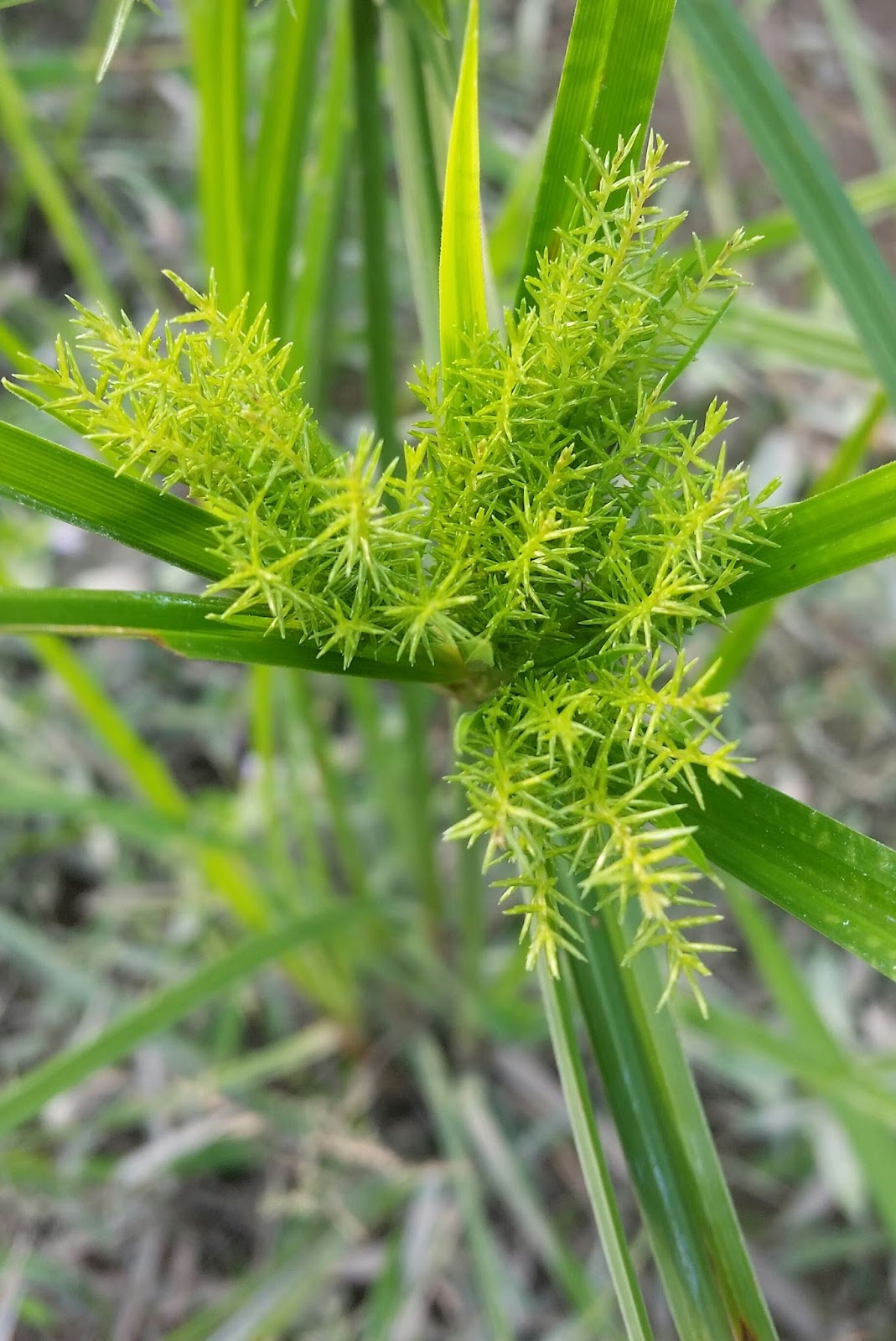 Warisan Petani: WW 52 : Bunga Rumput Rusiga