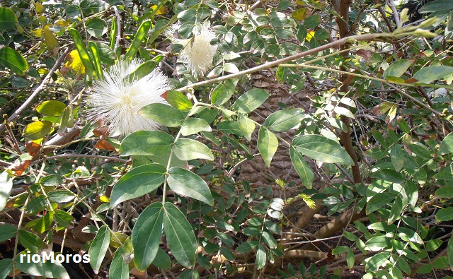 Caliandra blanca: Calliandra haematocephala Alba | Plantas rioMoros