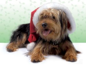 Inside Pet Insurance