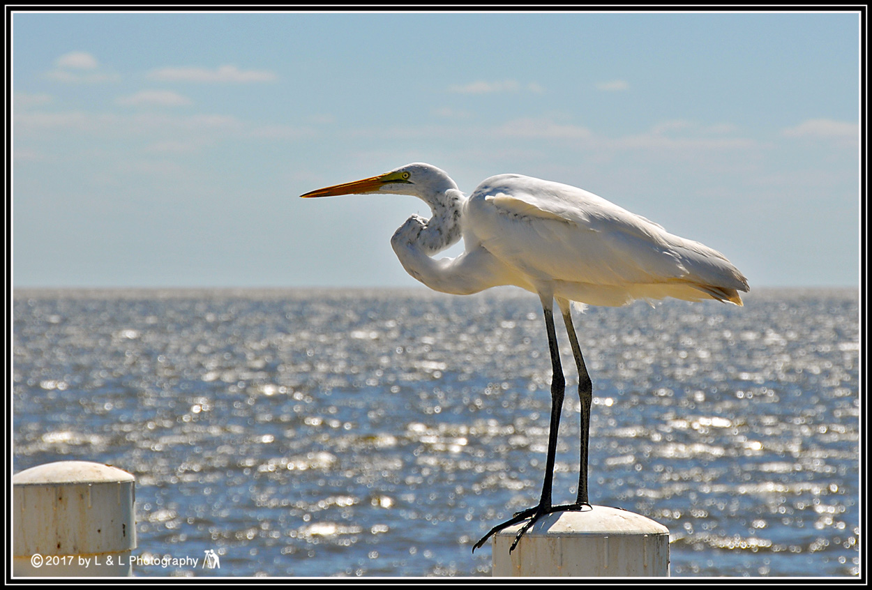 Cedar Key (Florida) Photos