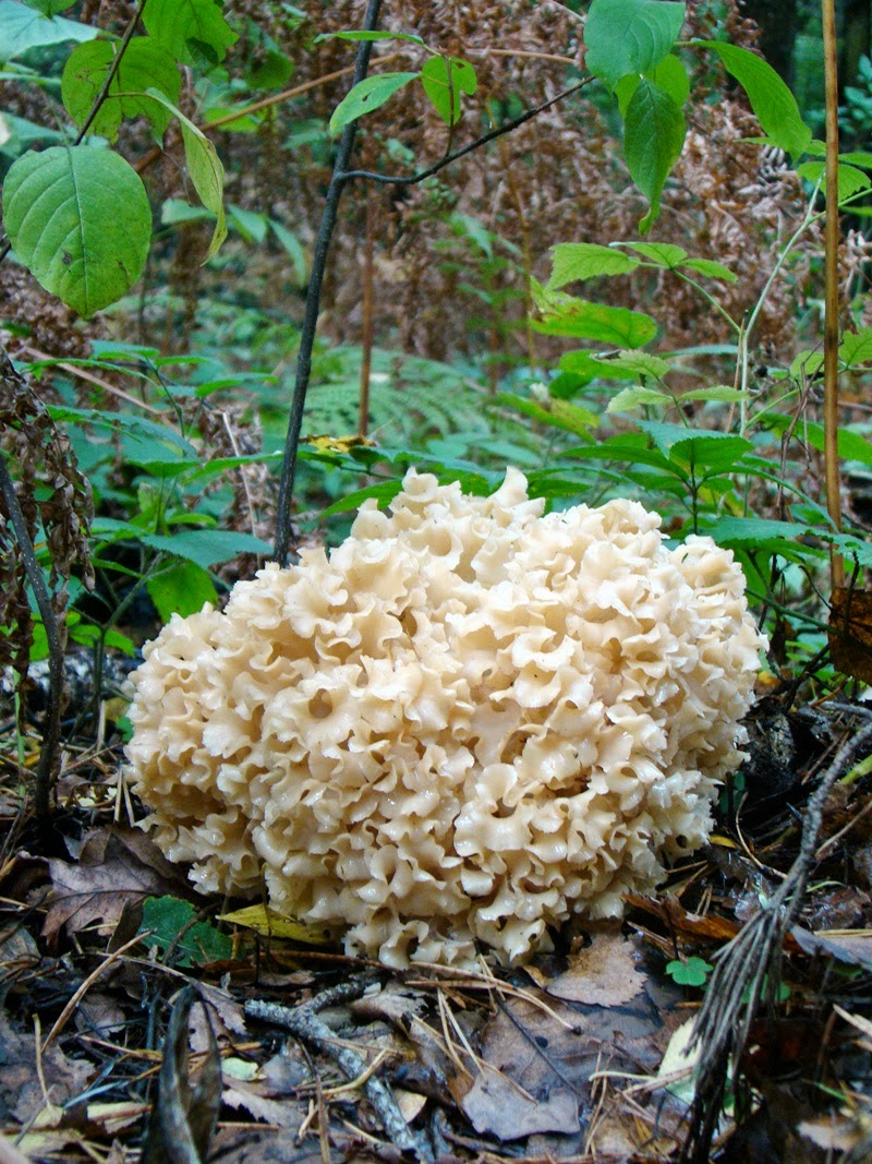 Samo życie....: Szmaciak gałęzisty.