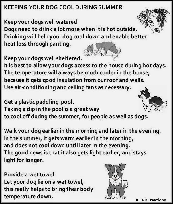 EVERYTHING you need to know about dogs: Keeping your dog cool