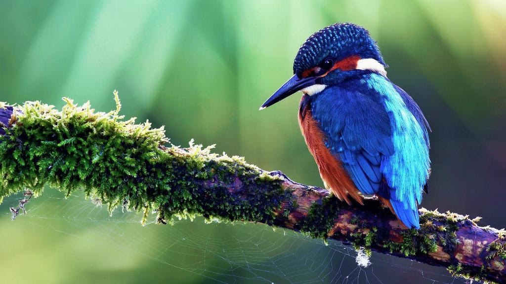 Divagar entre FLORES - ANIMAIS - NATUREZA: Guarda-rios (kingfisher)
