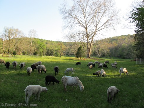 Farmgirl Fare: Tail End of the Week: Get Your Friday Farm Fix #8